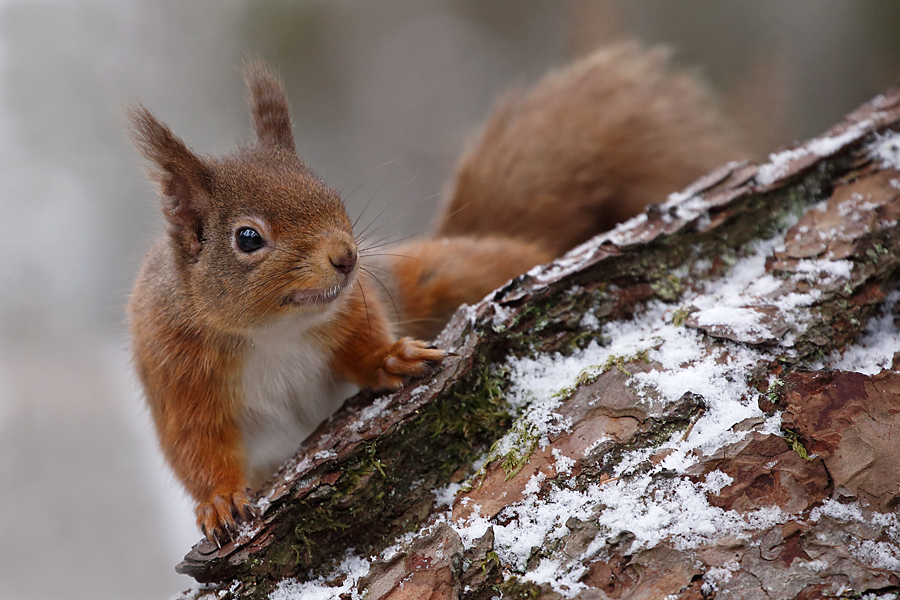 Red Squirrel gallery, Neil Mcintyre photography