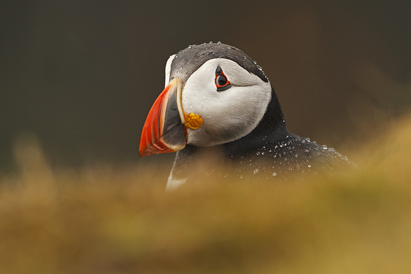 Puffin gallery