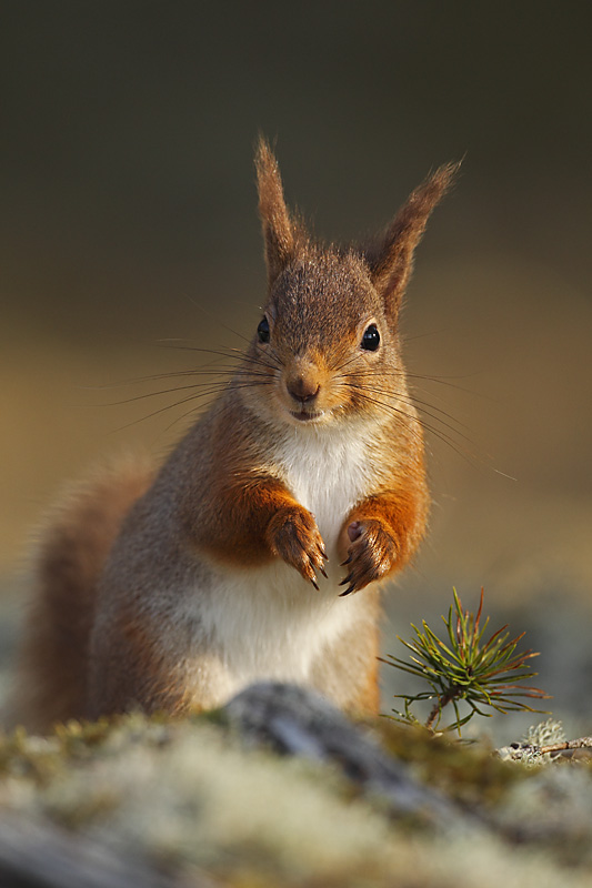 Red Squirrel gallery, Neil Mcintyre photography