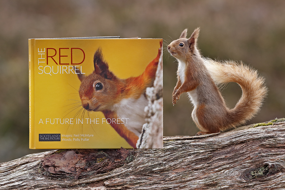 Neil McIntyre - Scottish Highland Wildllife & Landscape Photographer