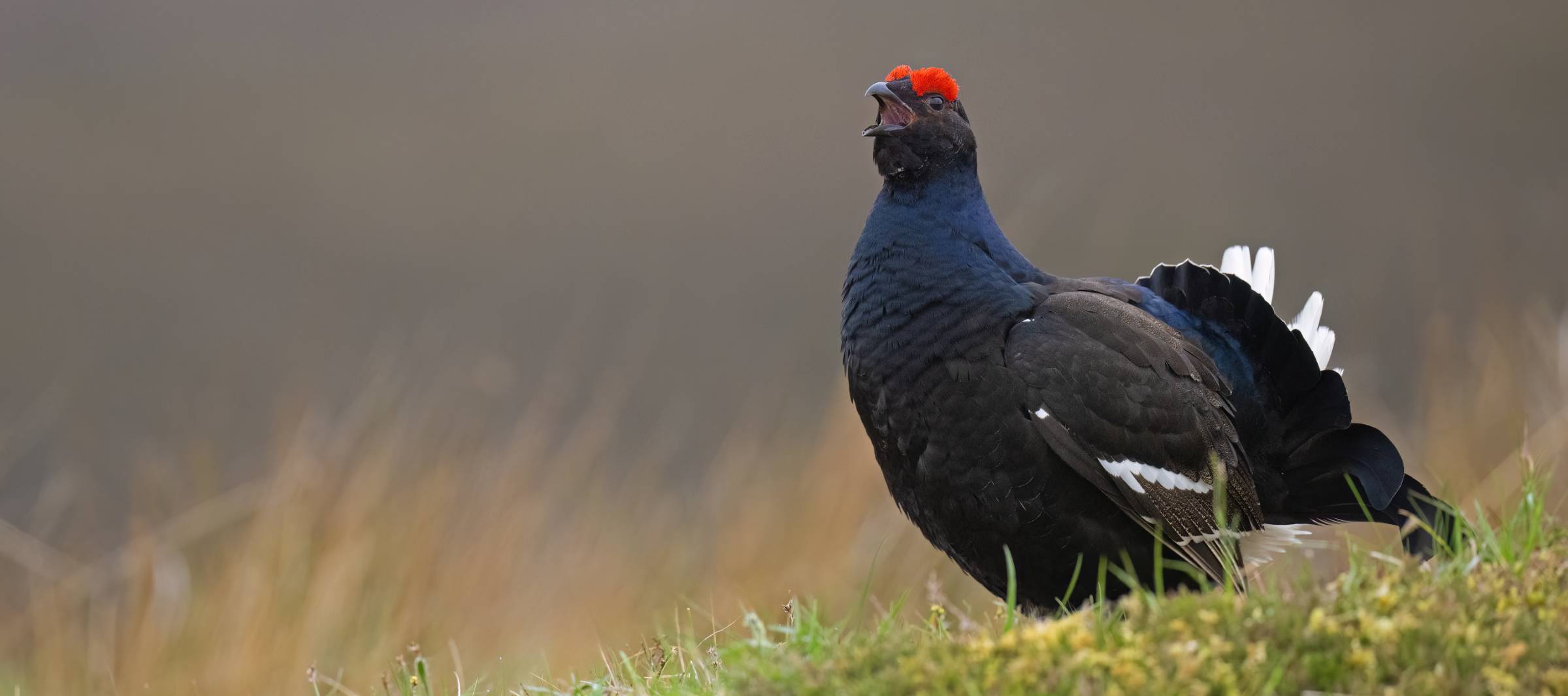 Black Grouse Spring Lek Hide - Neil McIntyre