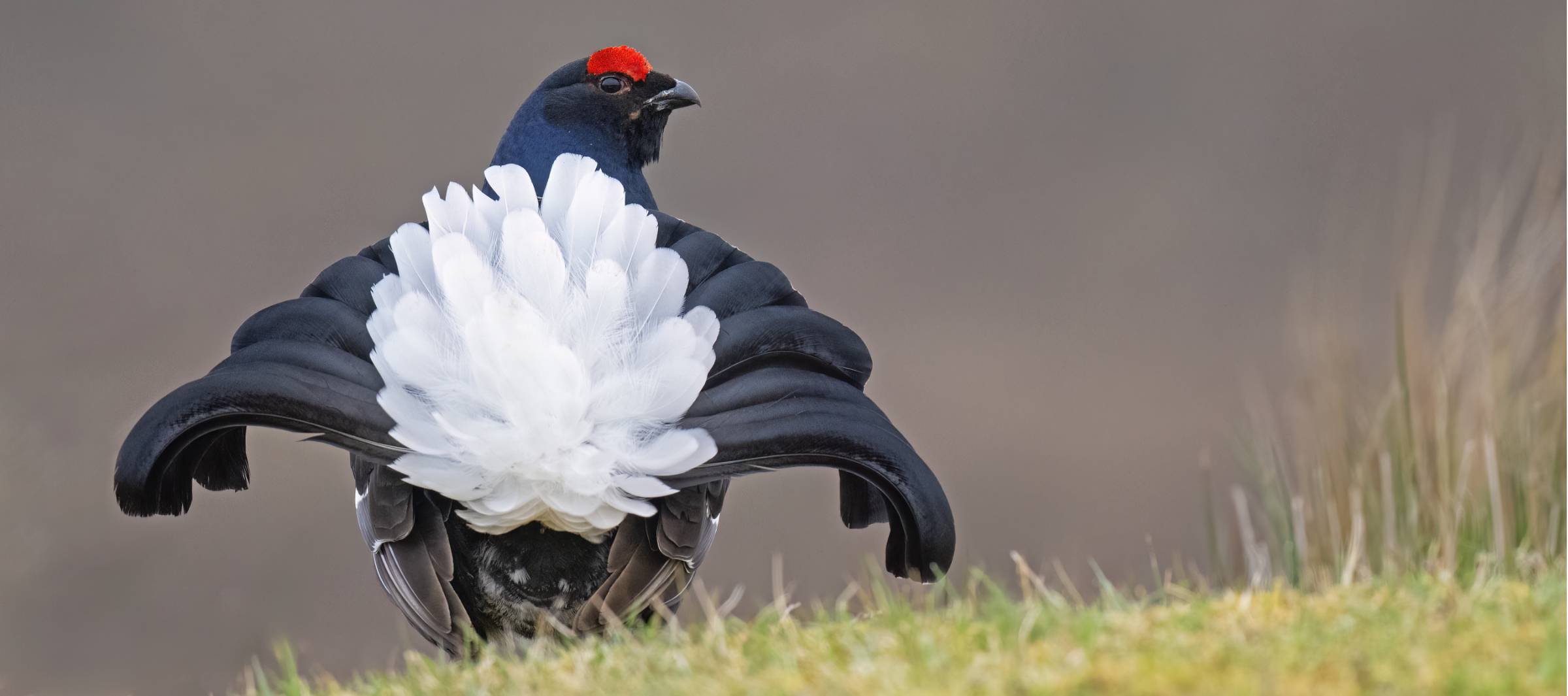 Black Grouse Spring Lek Hide - Neil McIntyre
