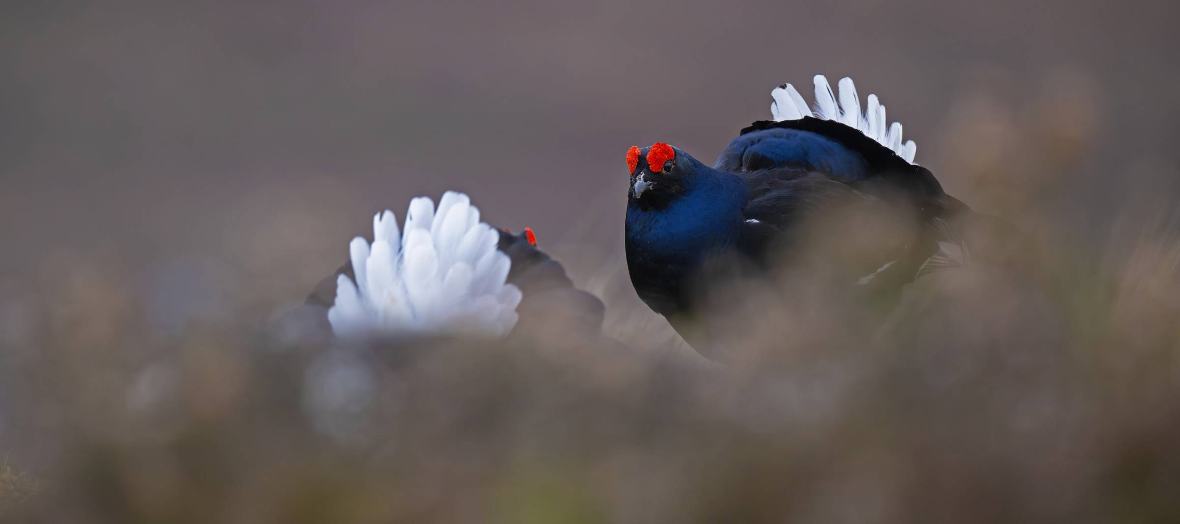 Black Grouse Spring Lek Hide - Neil McIntyre